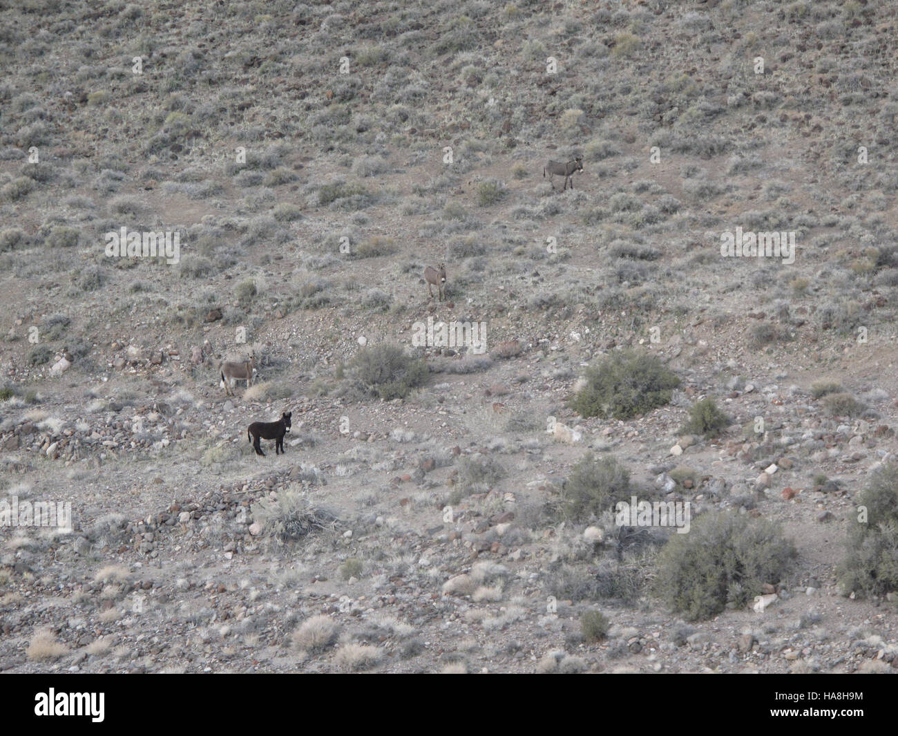 The Bullfrog HMA pre-gather event in Nevada focuses on wildlife ...