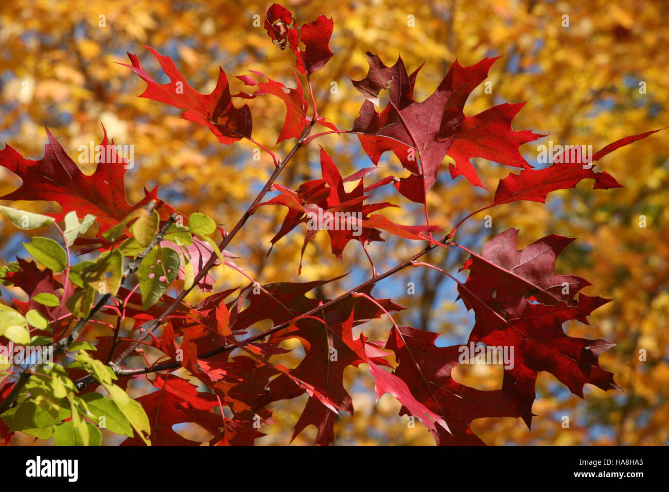 Tamarack trees thrive in specific ecosystems, and this image from a ...