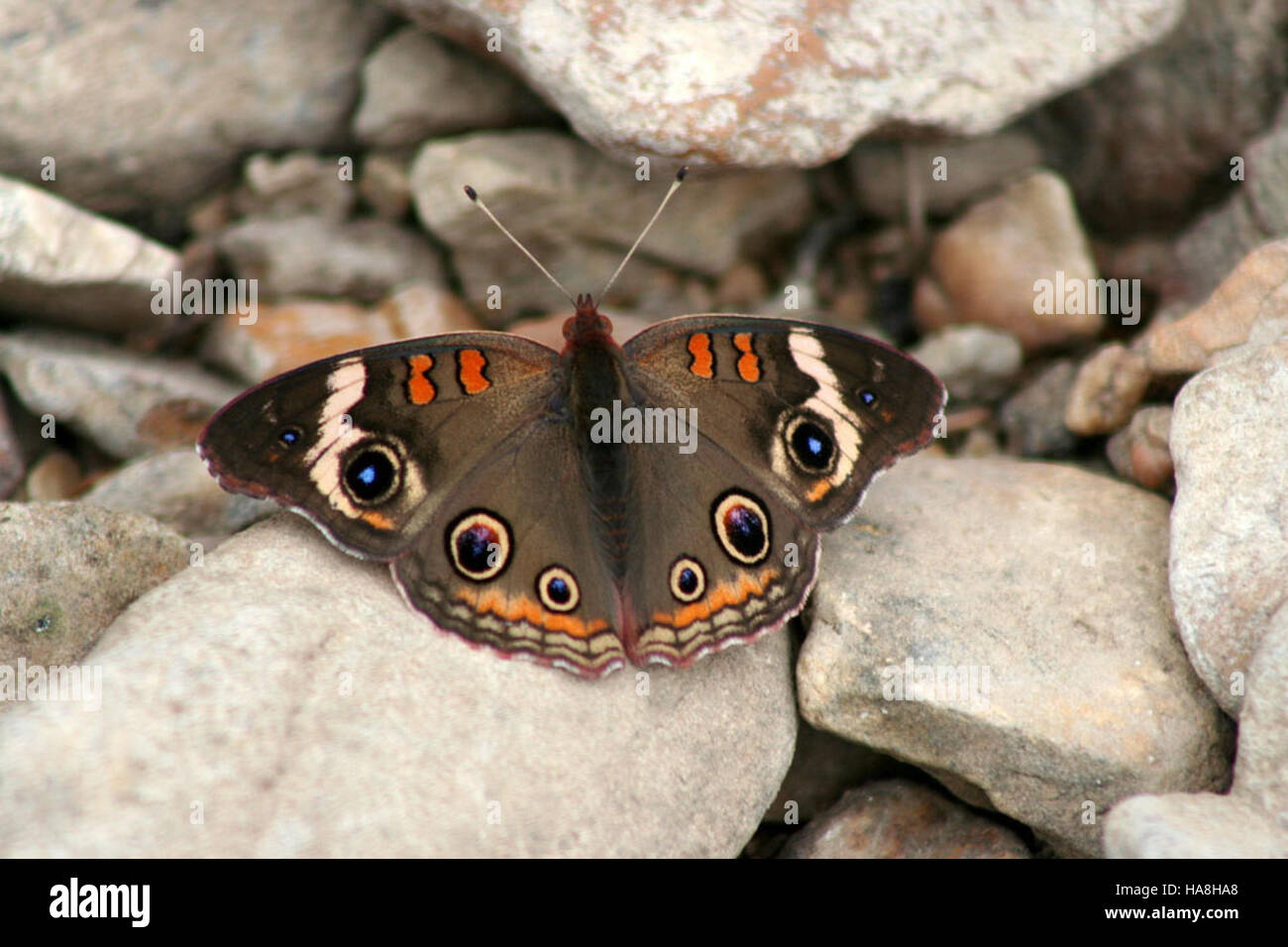Butterflies, an important species in ecosystems, are monitored in ...