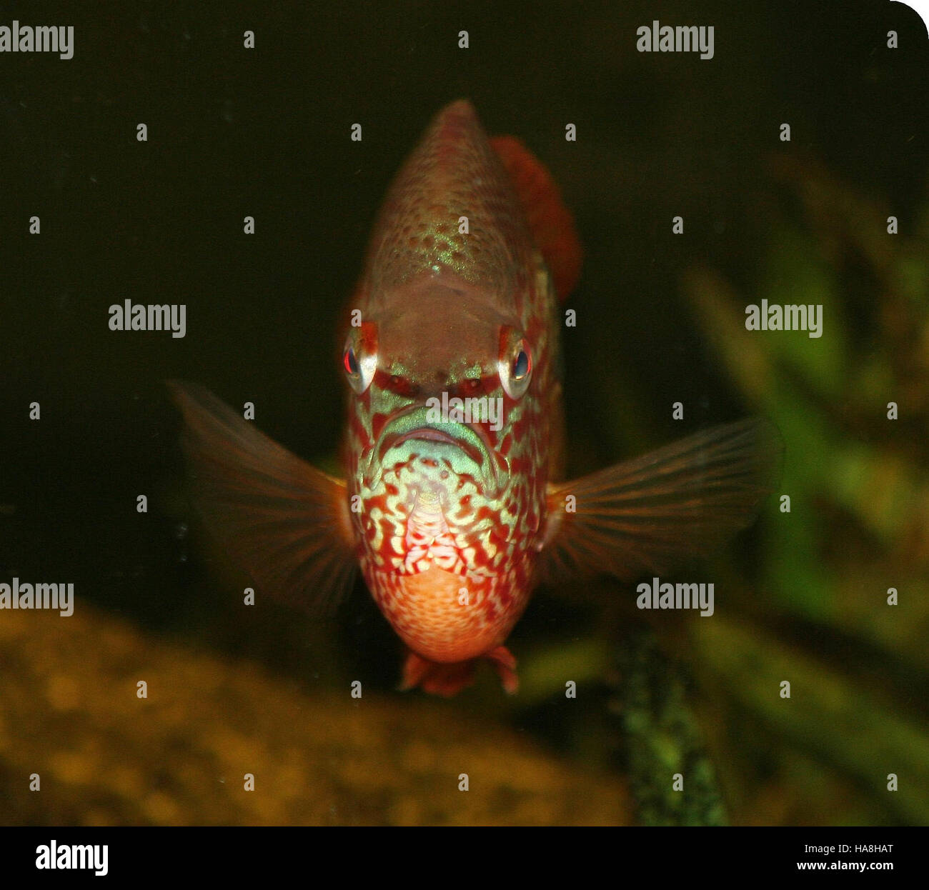 Fish conservation efforts in U.S. national parks focus on preserving ...