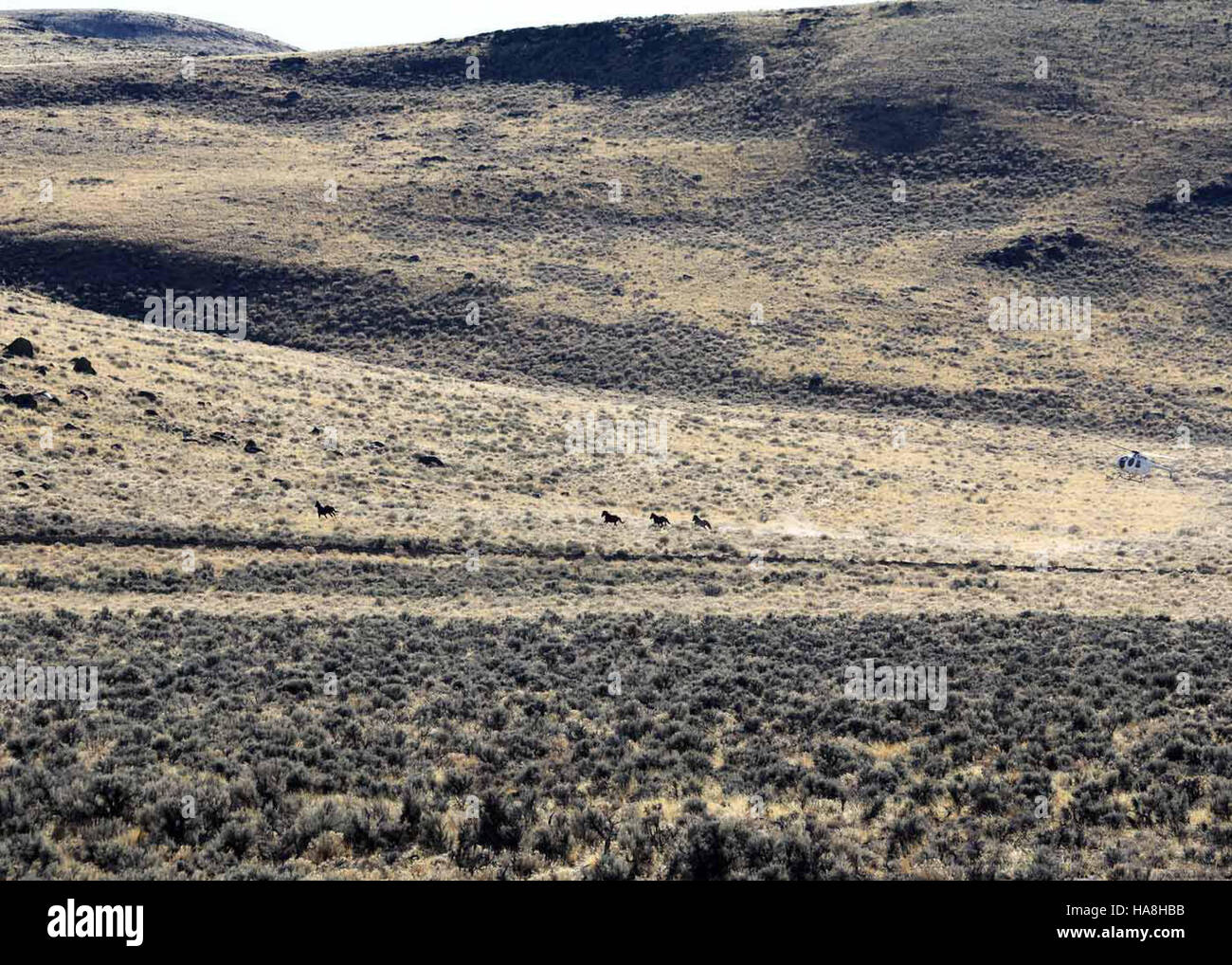 The Bureau of Land Management's Calico Wild Horse and Burro gather ...