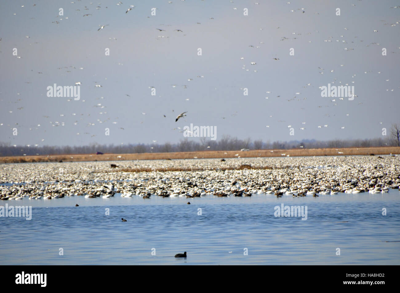 Snow geese gathered at Squaw Creek National Wildlife Refuge, a critical ...