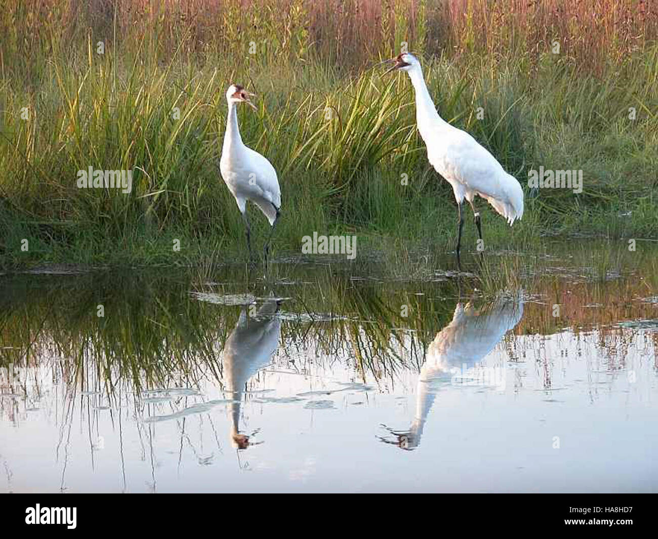 A pair of Whooping Cranes, captured by the US Fish and Wildlife Service ...