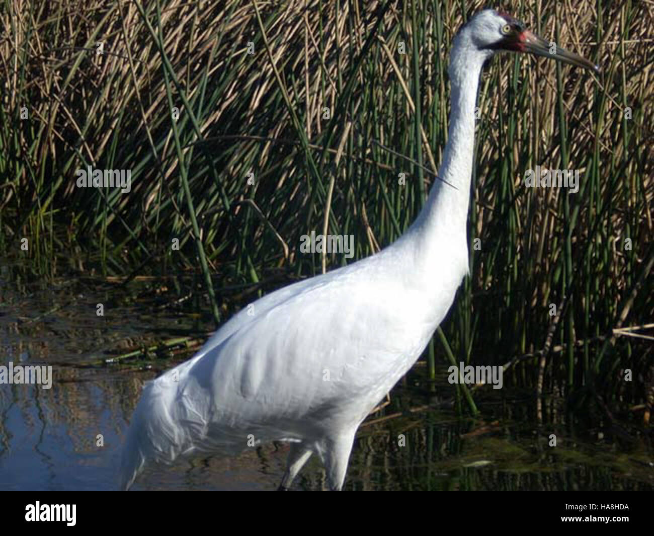 The image features adult Whooping Cranes, part of the Whooping Crane ...