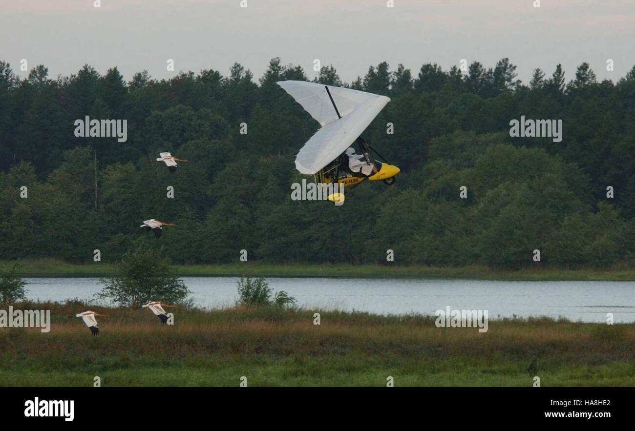 An ultralight aircraft guides migratory birds in flight, part of a ...