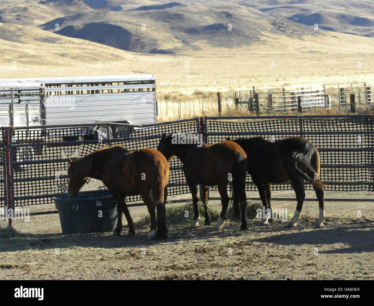 The Tri-State Calico Wild Horse and Burro Gather focuses on temporary ...