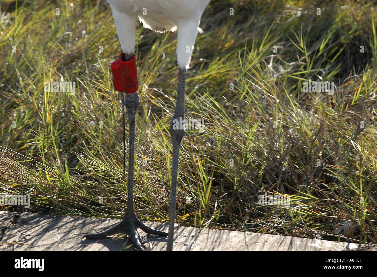 Radio tracking is an essential tool used by wildlife researchers in ...