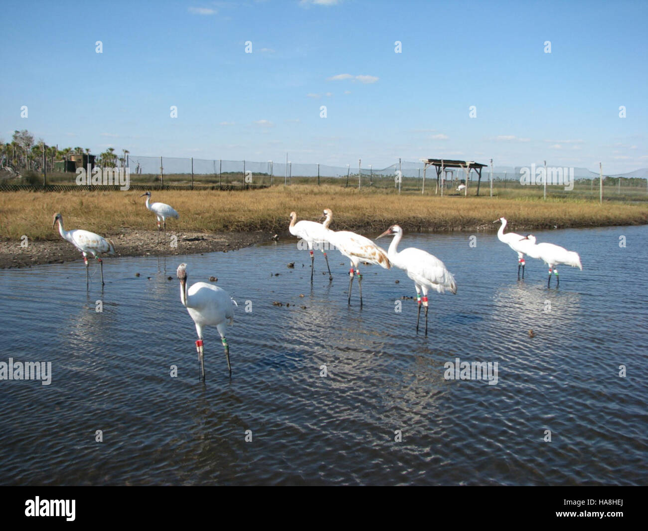 Chicks at Chassahowitzka National Wildlife Refuge represent the ...