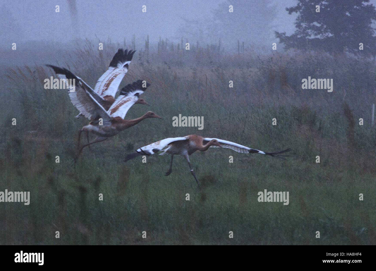 The U.S. Fish and Wildlife Service (USFWS) manages bird conservation ...