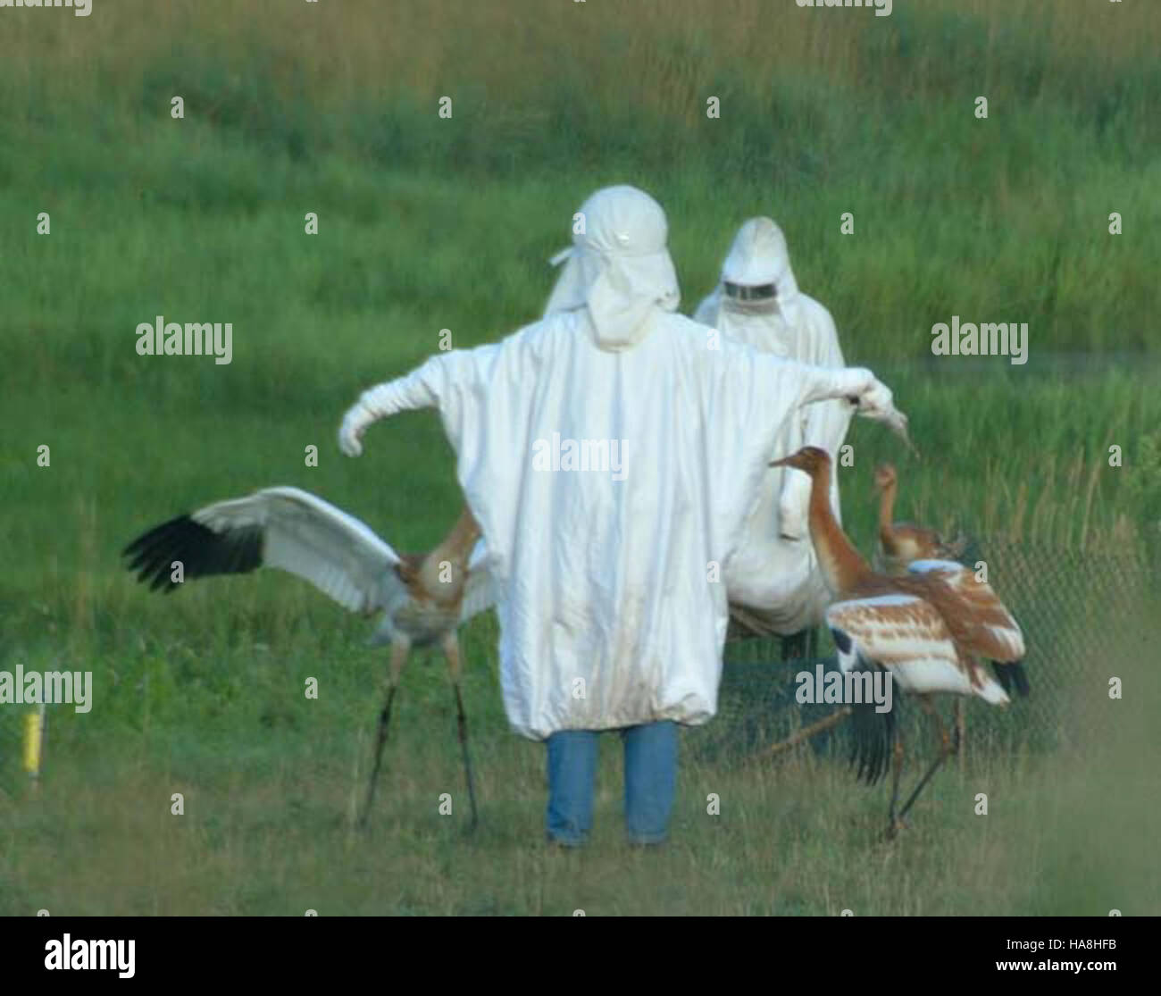 A rearing costume is used to train wildlife rehabilitators in handling ...