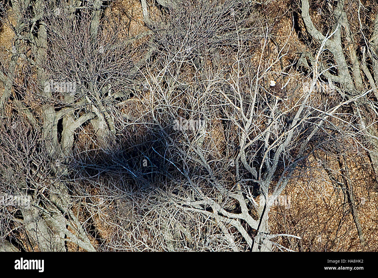 The U.S. Fish and Wildlife Service conducts regular eagle surveys to ...