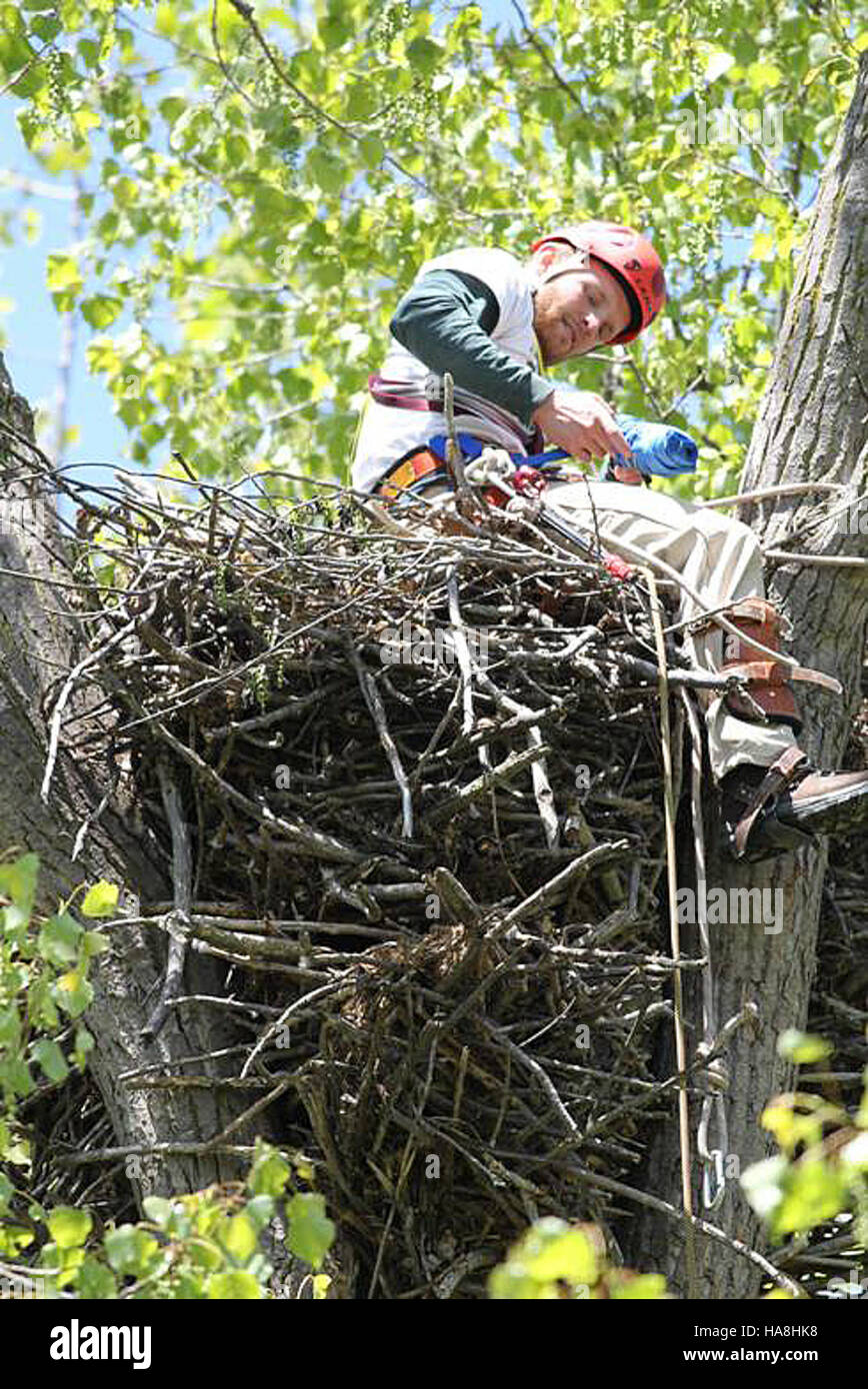 The eagle nest, located within the U.S. Fish and Wildlife Service’s ...