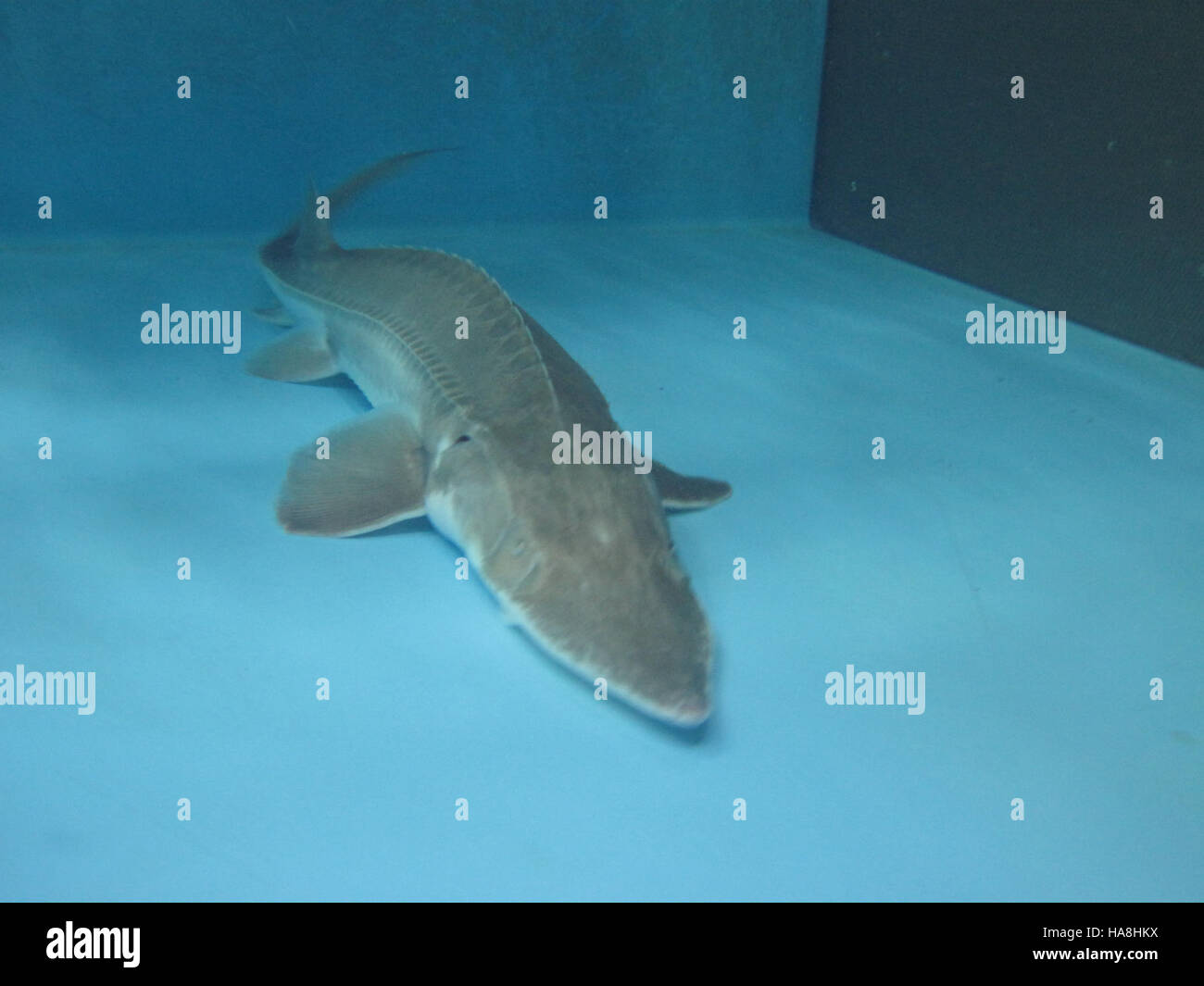 Broodstock management involves the controlled breeding of fish for ...