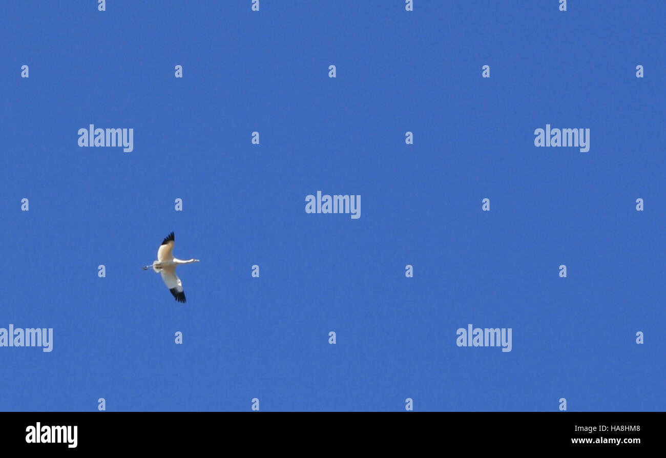 A whooping crane in flight, captured in the Midwest U.S., illustrates ...