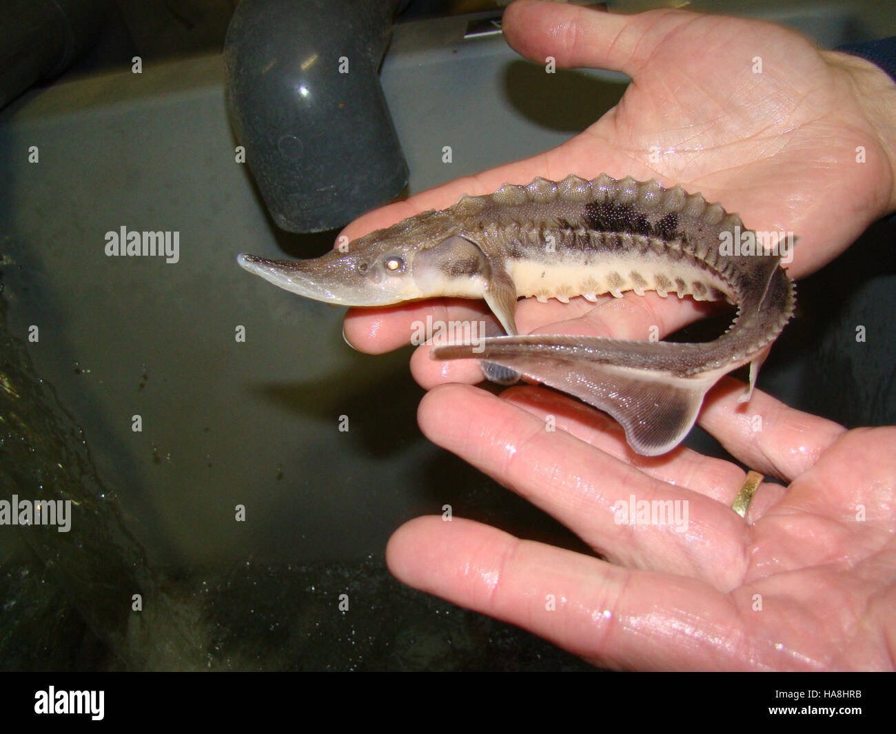 The U.S. Fish and Wildlife Service focuses on preserving wildlife ...