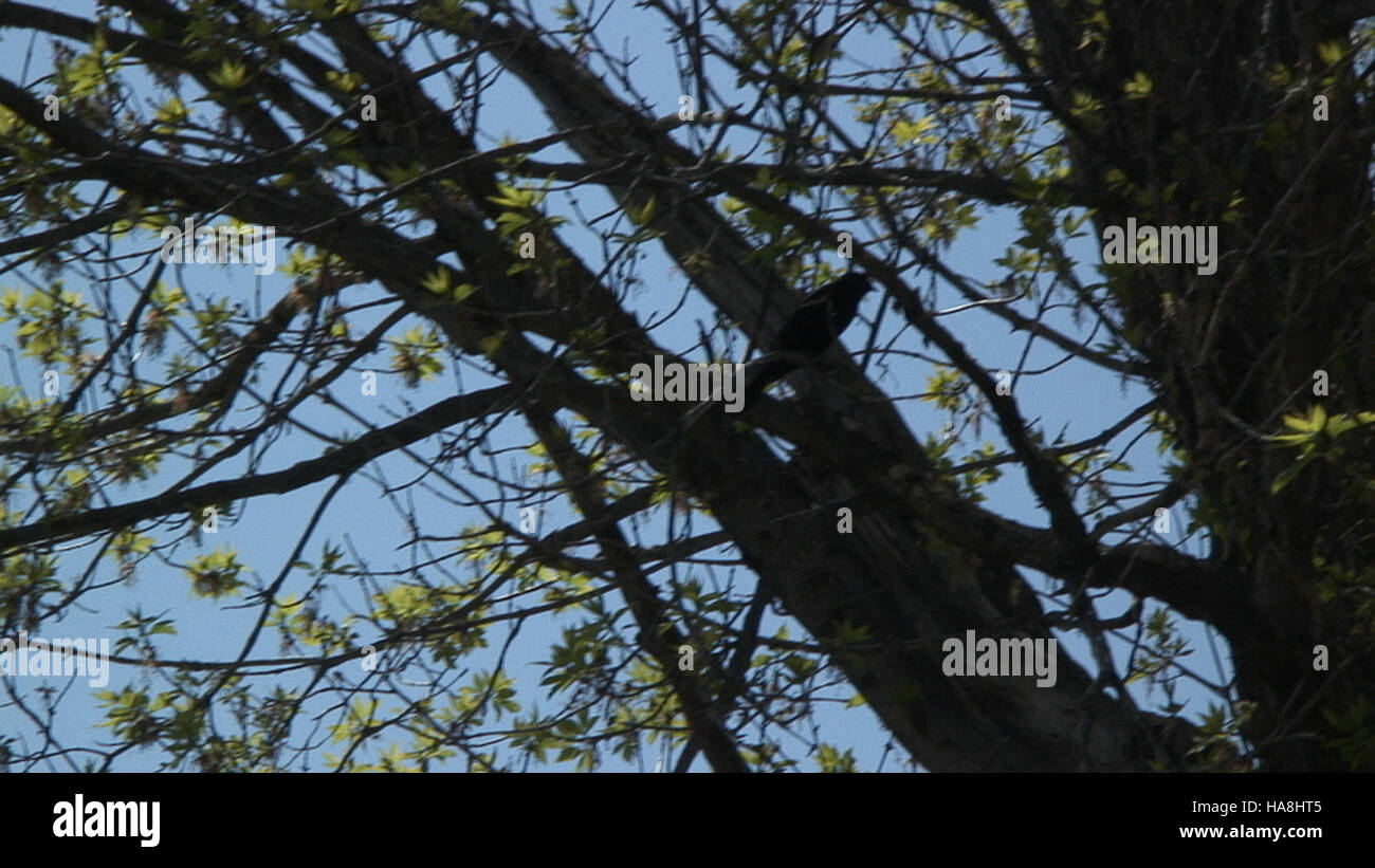 The U.S. Fish and Wildlife Service (FWS) captures wildlife in their ...