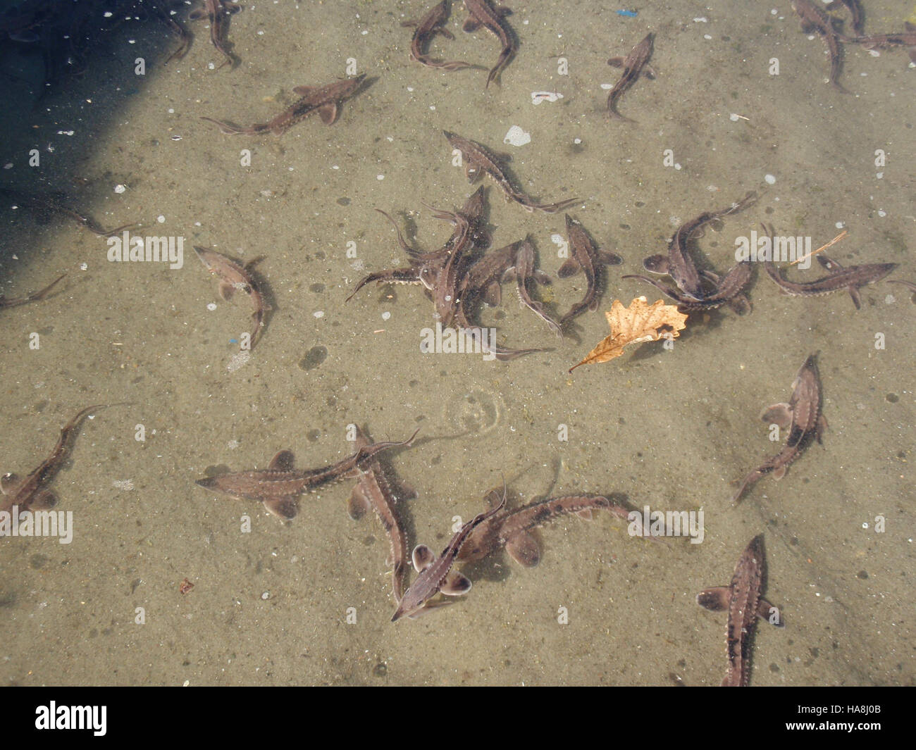 Young fish, or fingerlings, are released into their natural habitat as ...