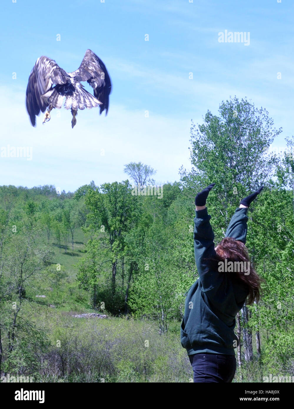 An image captures a majestic bald eagle in its natural habitat within a ...