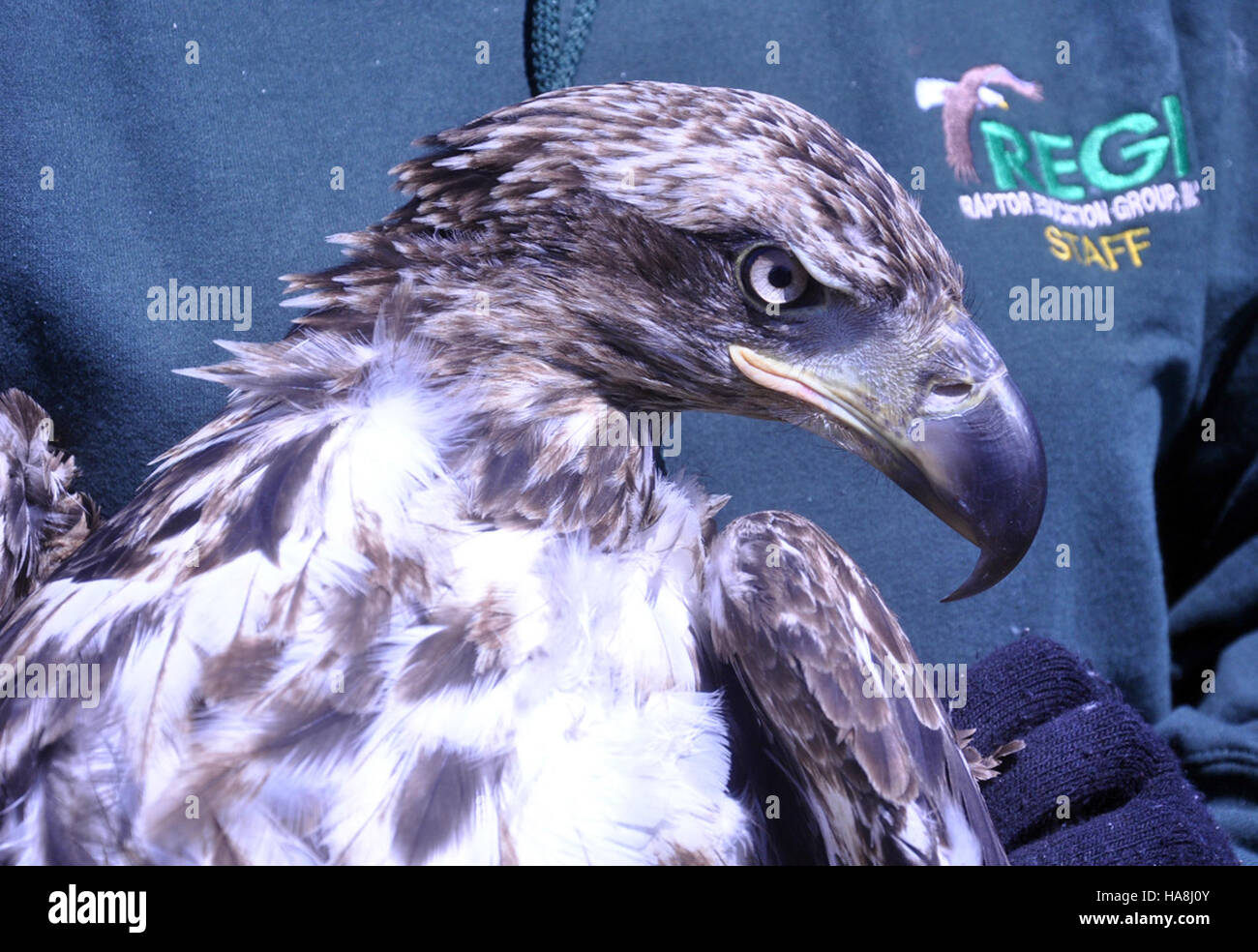 A close-up photo of an immature eagle, showcasing its early stages of ...