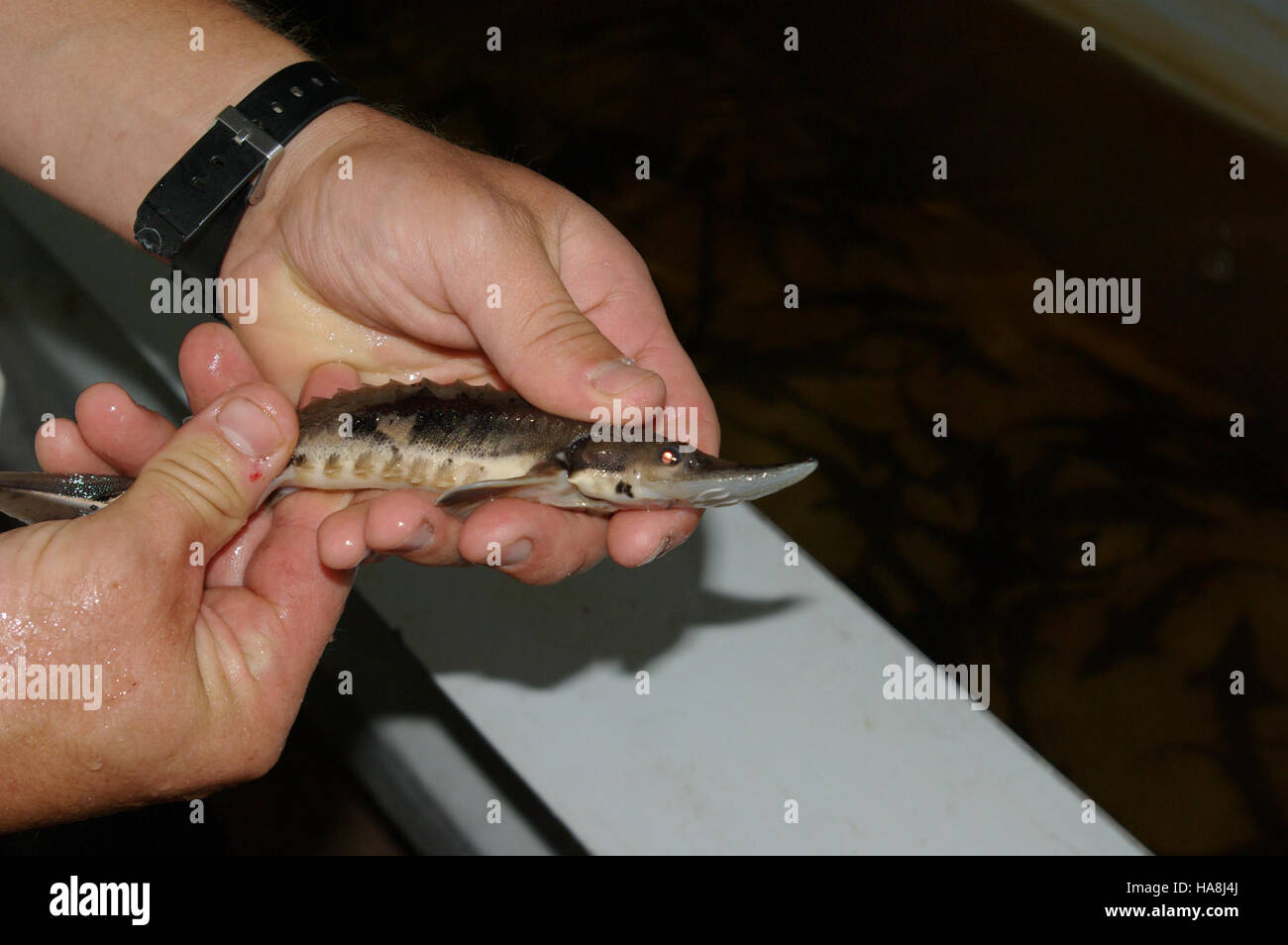 This image depicts young sturgeon before they are stocked into the wild ...