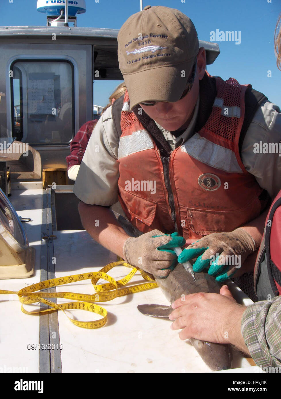 A Pit tag is being applied to a Lake Sturgeon as part of a monitoring ...