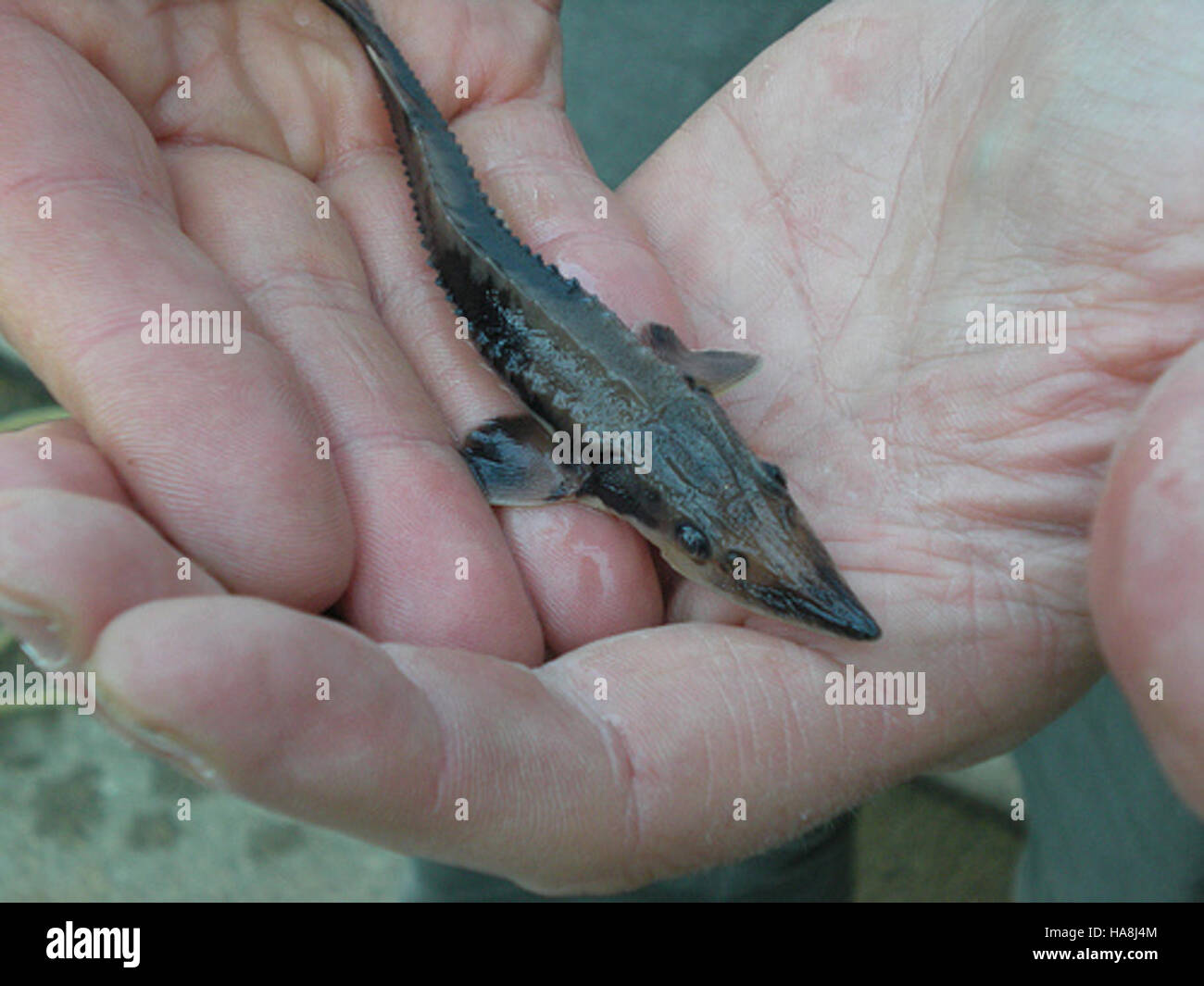 Sturgeon populations in U.S. National Parks are carefully managed to ...