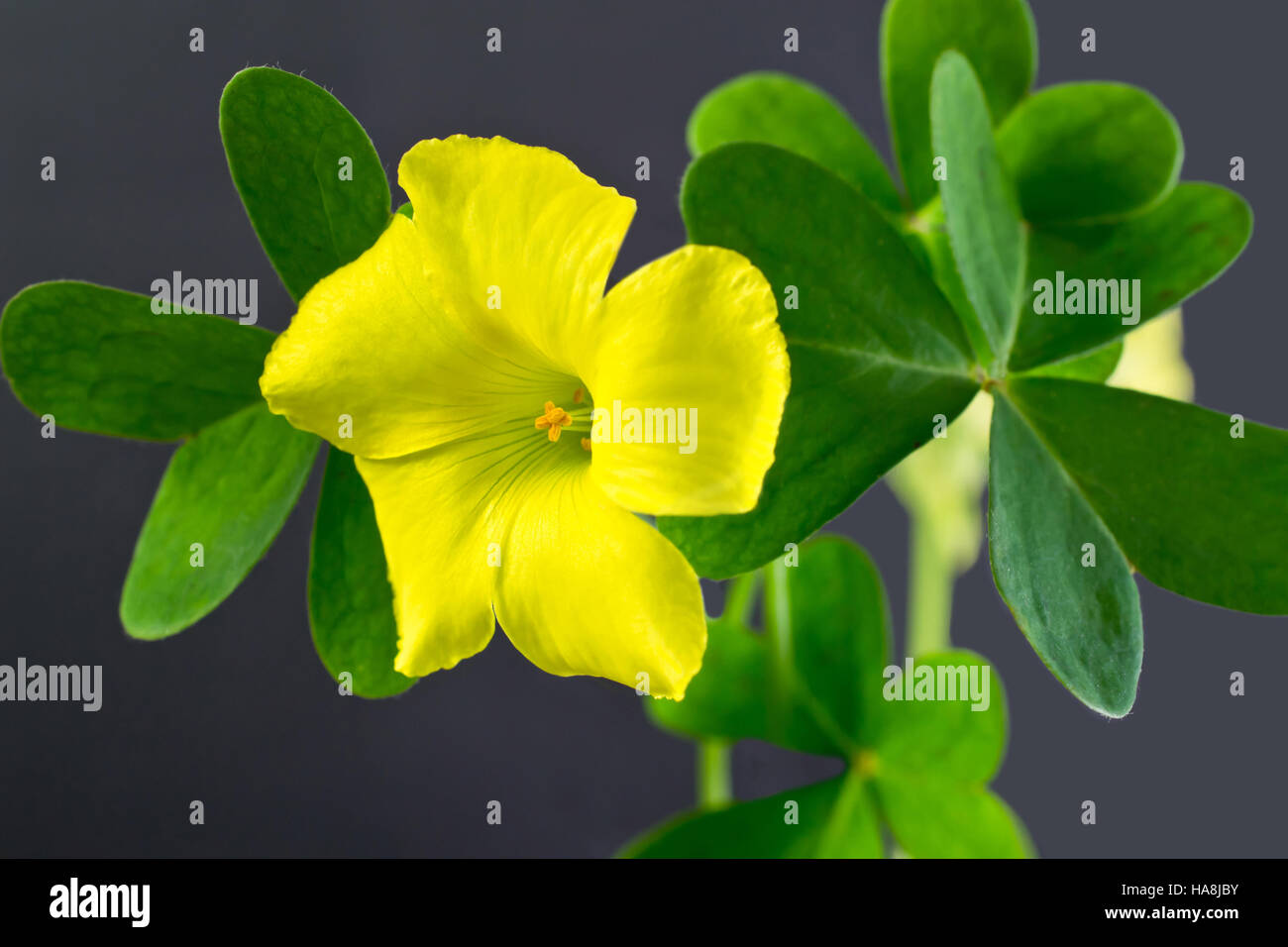 Yellow Oxalis flower and leaves against dark gray background Stock ...