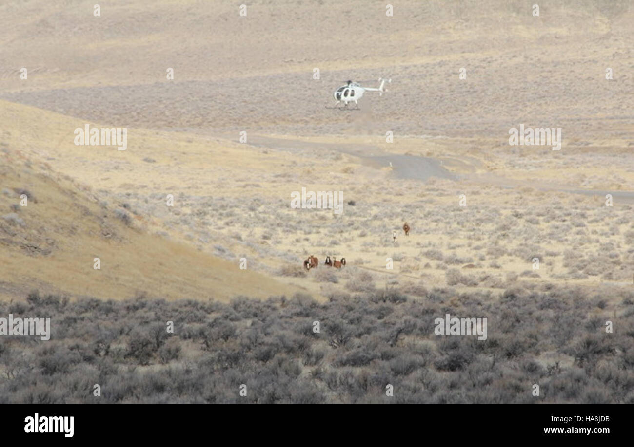 This image from a wild horse gather operation managed by BLM Nevada ...