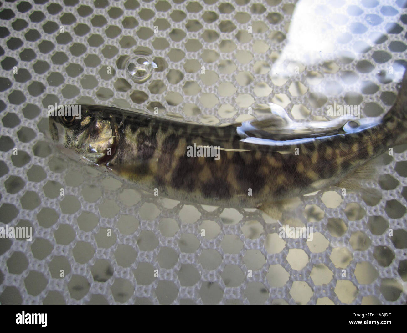 Mass marking of fish is a technique used to track populations and ...