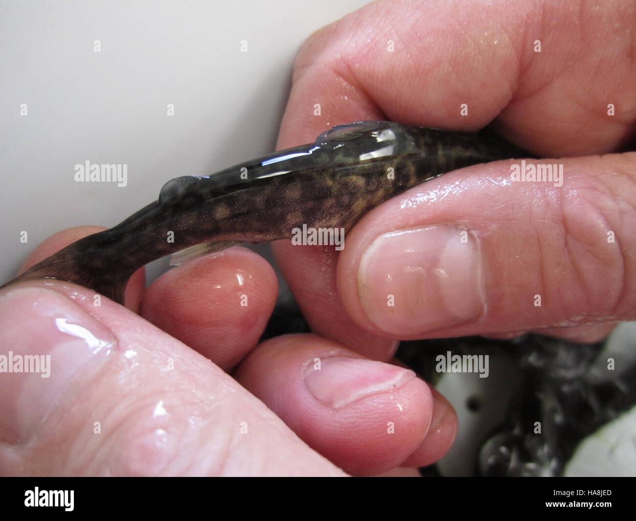 Mass marking is a method used to identify fish species in large ...