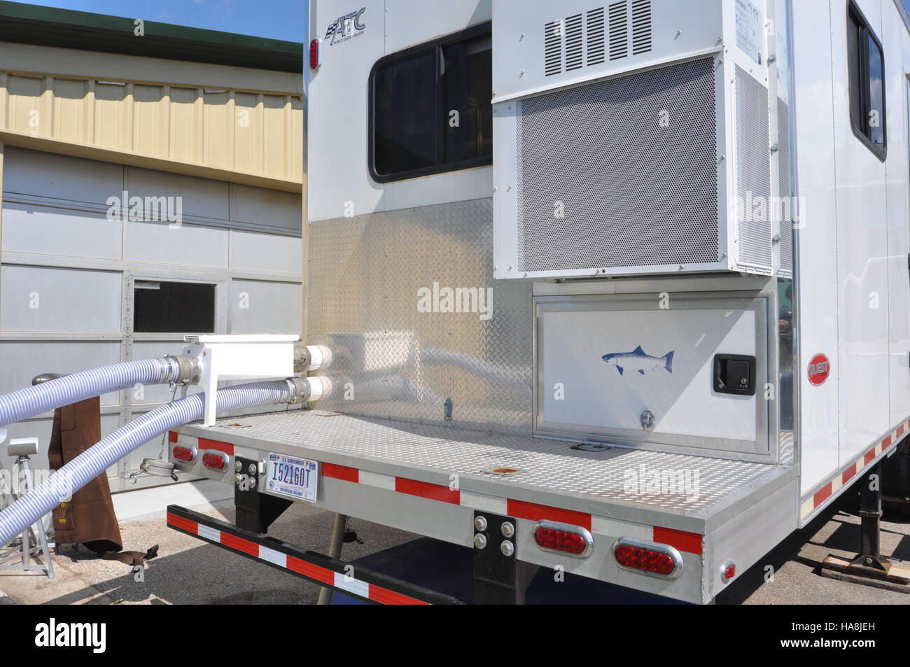 Mass marking of fish species is featured in this image, a technique ...