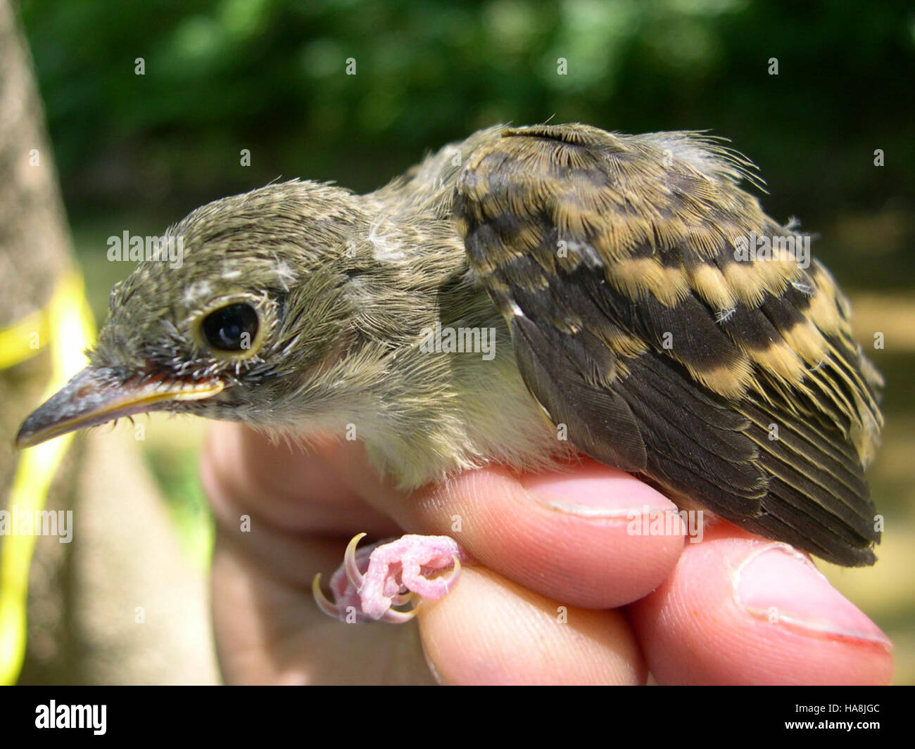 A fledgling bird taking its first steps in a Midwest national park ...