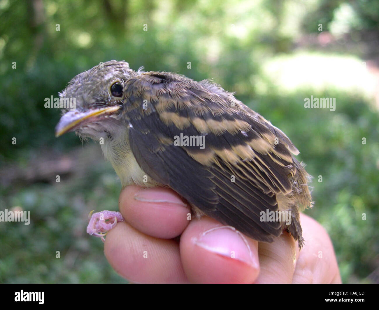 usfwsmidwest 6165819695 Fledgling Stock Photo - Alamy