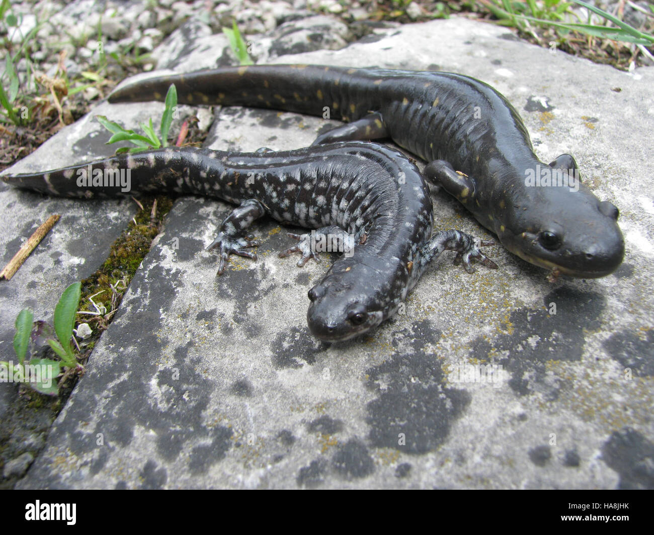 Mole salamanders, a species of amphibian, are observed in a national ...