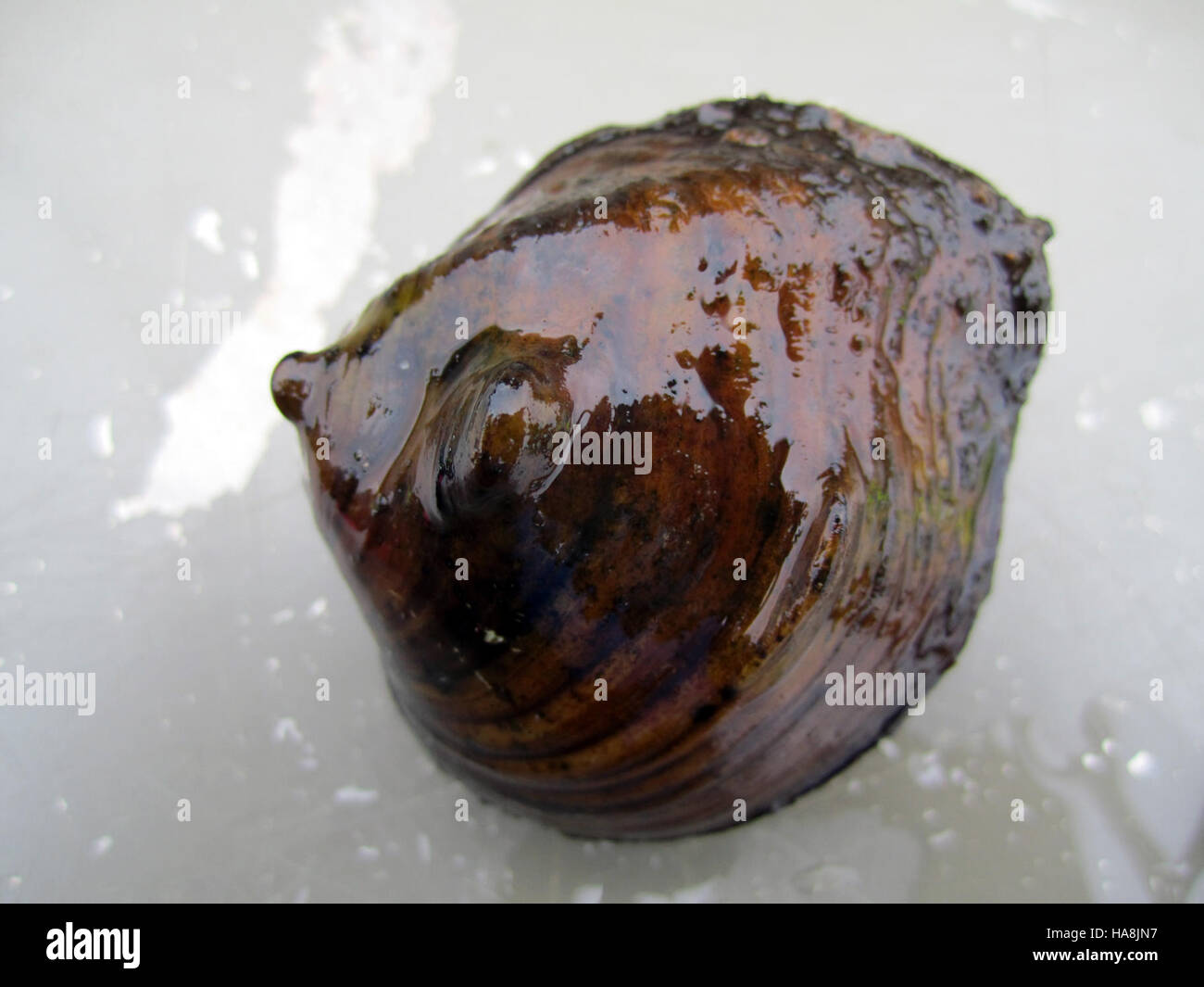 usfwsmidwest 6211981494 Threehorn Wartyback Mussel (Obliquaria reflexa ...