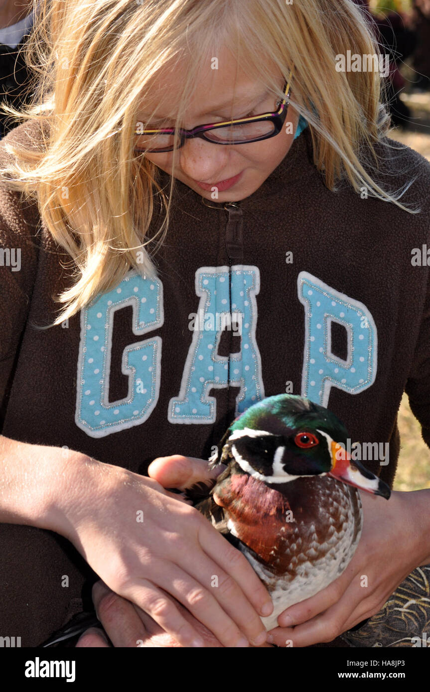 Duck banding is a wildlife conservation technique used to track ...