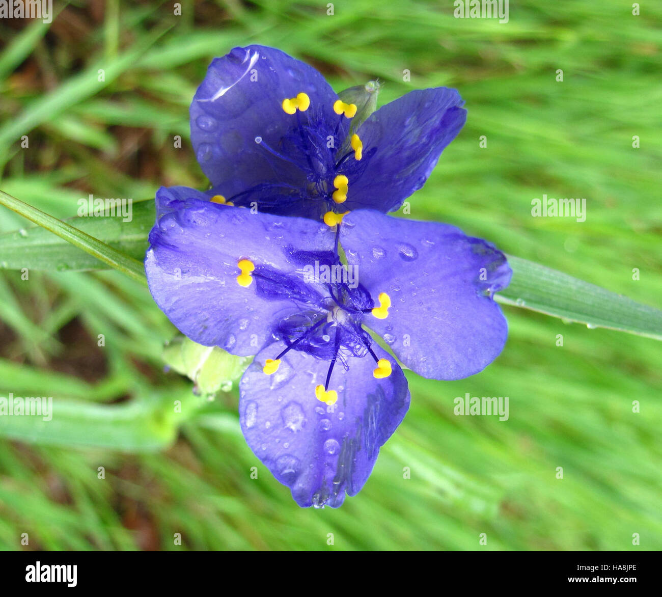 Spiderwort, a native plant species found in the Midwest U.S., is an ...