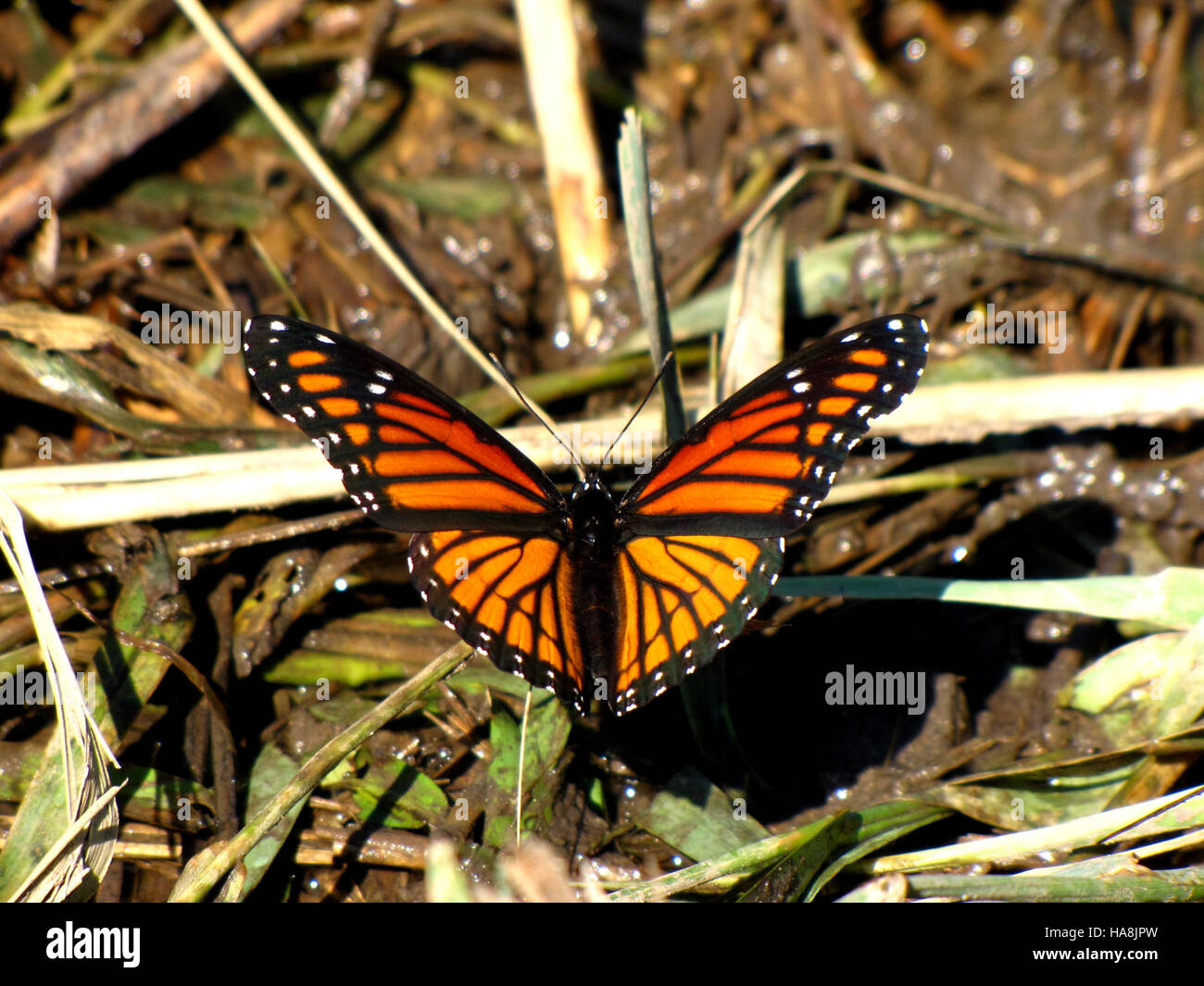The Viceroy butterfly is monitored in U.S. parks to assess biodiversity ...