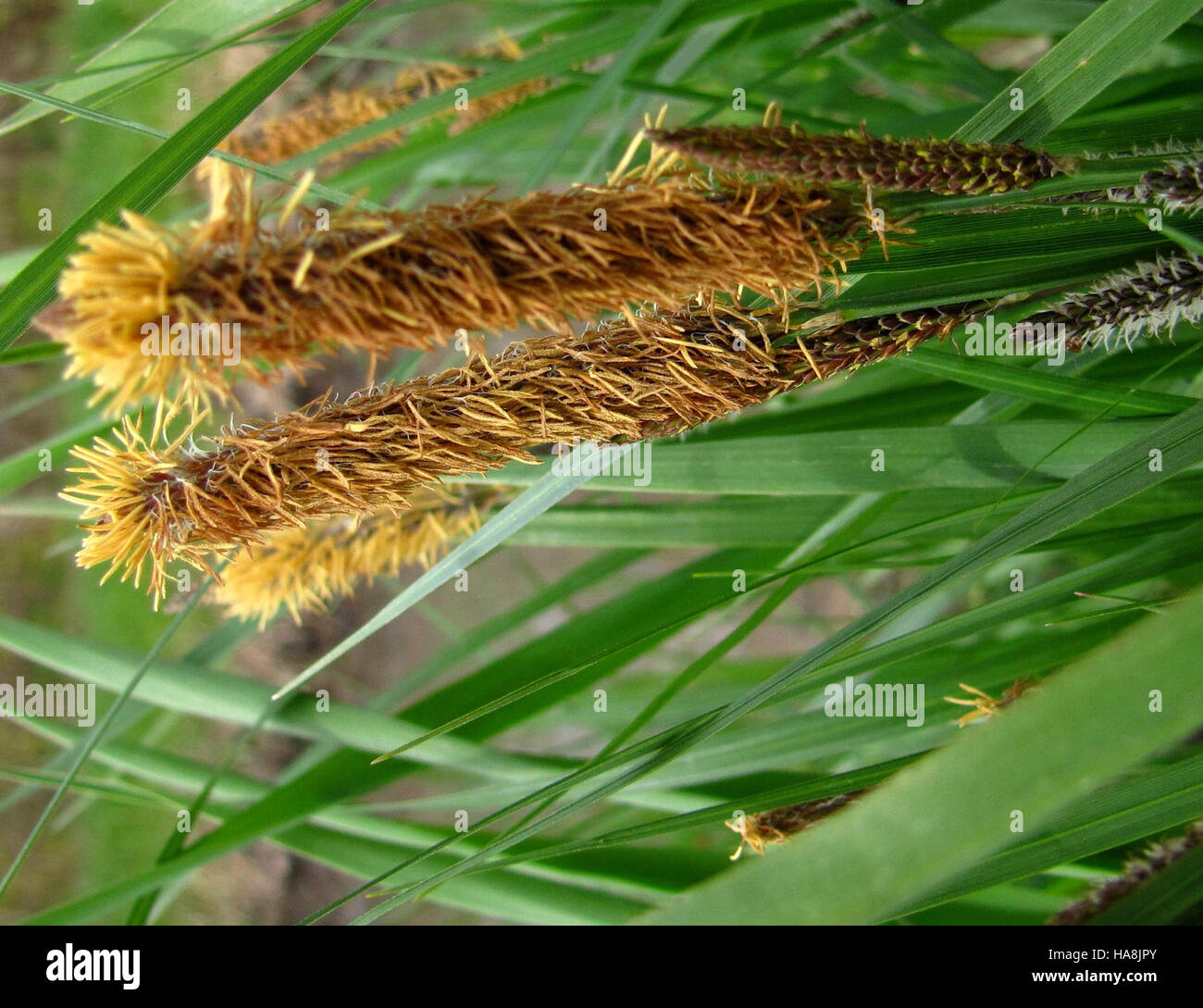 Sedge species found in a national park in the United States ...