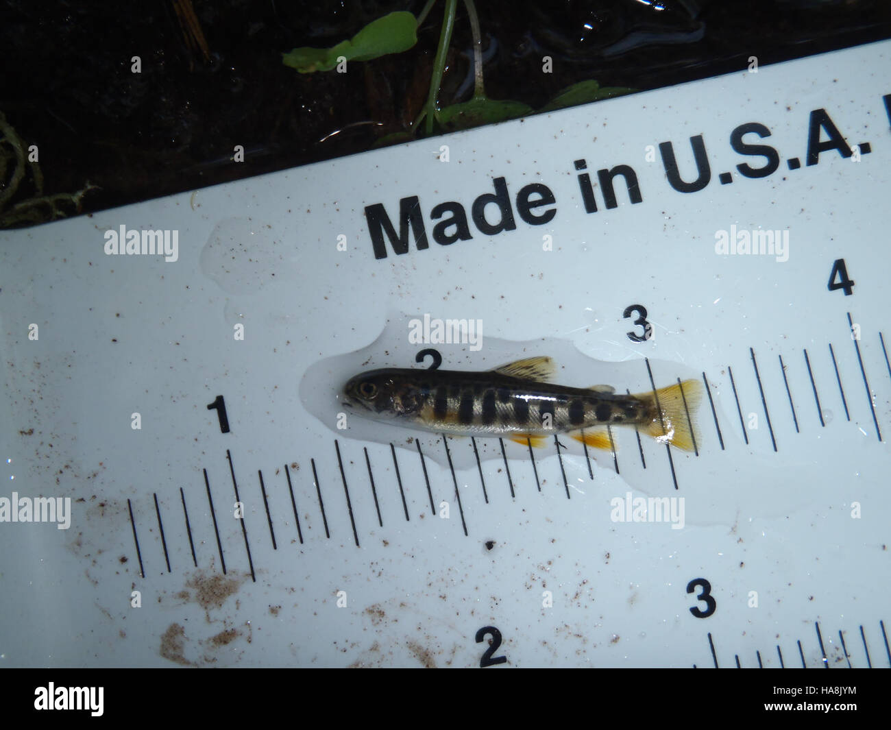 The Young-of-Year Brook Trout, captured in the U.S. Fish and Wildlife ...