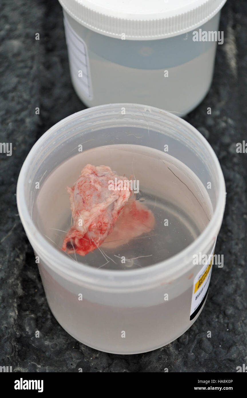 Chronic Wasting Disease (CWD) sampling is conducted across the Midwest ...