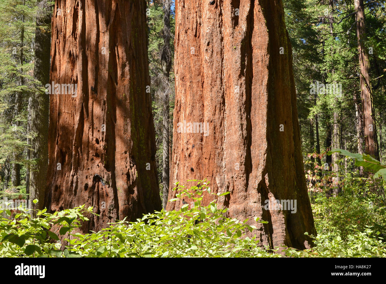 Two sequoia trunks side by side in the South grove of Calaveras Big ...
