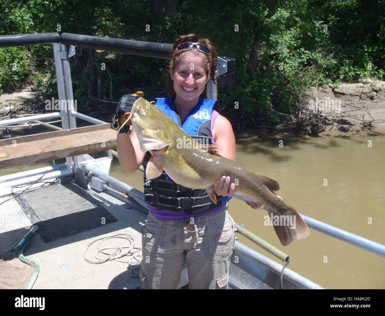 Flathead catfish fish hi-res stock photography and images - Alamy