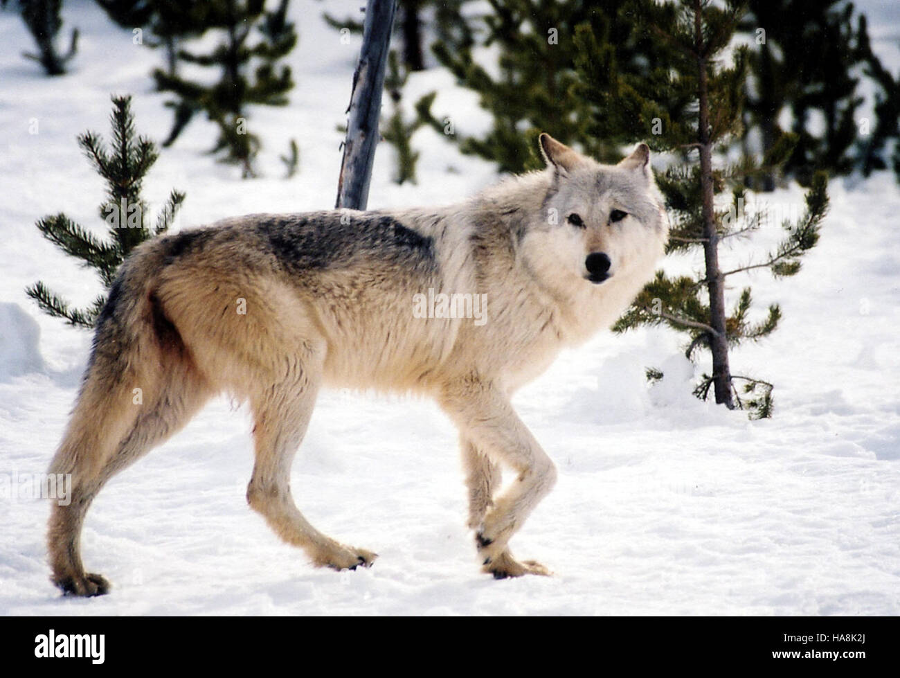 Gray wolves are an important species in North American ecosystems, and ...