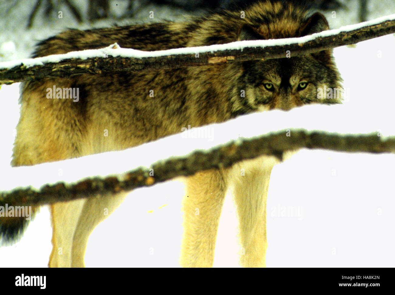 The gray wolf, a key species in national park ecosystems, is the focus ...