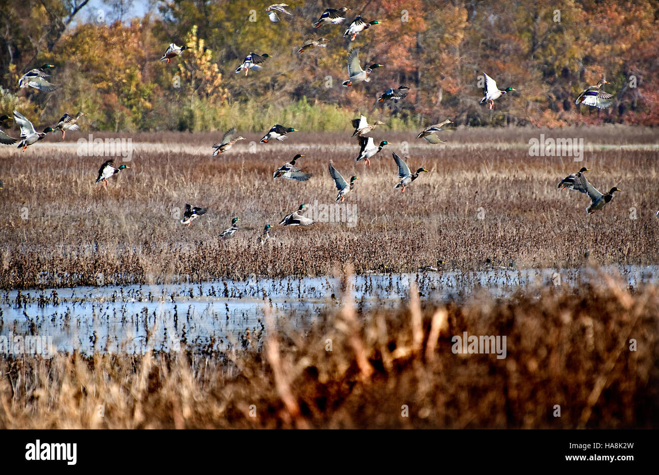 usfwsmidwest 6554525487 Mallards in flight Stock Photo - Alamy