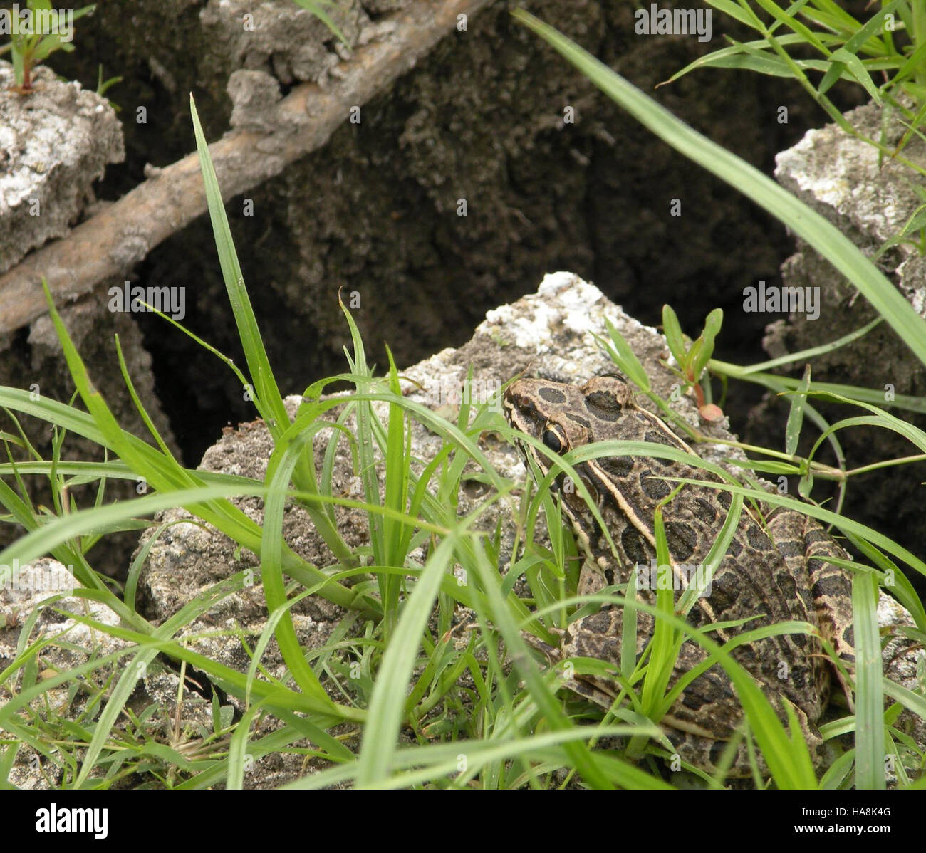 The Plains Leopard Frog, photographed at Chautauqua's North Pool, is a ...