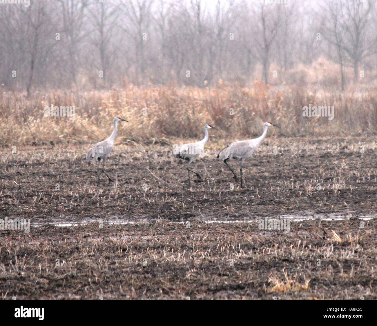 The U.S. Fish and Wildlife Service (USFWS) monitors wildlife ...