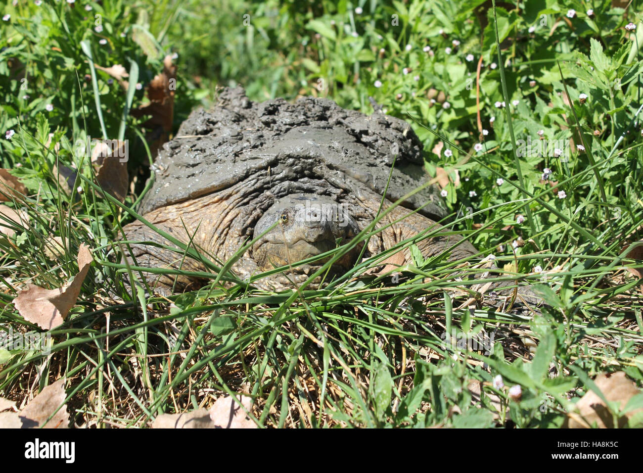 A snapping turtle, observed in a national park, is an important species ...