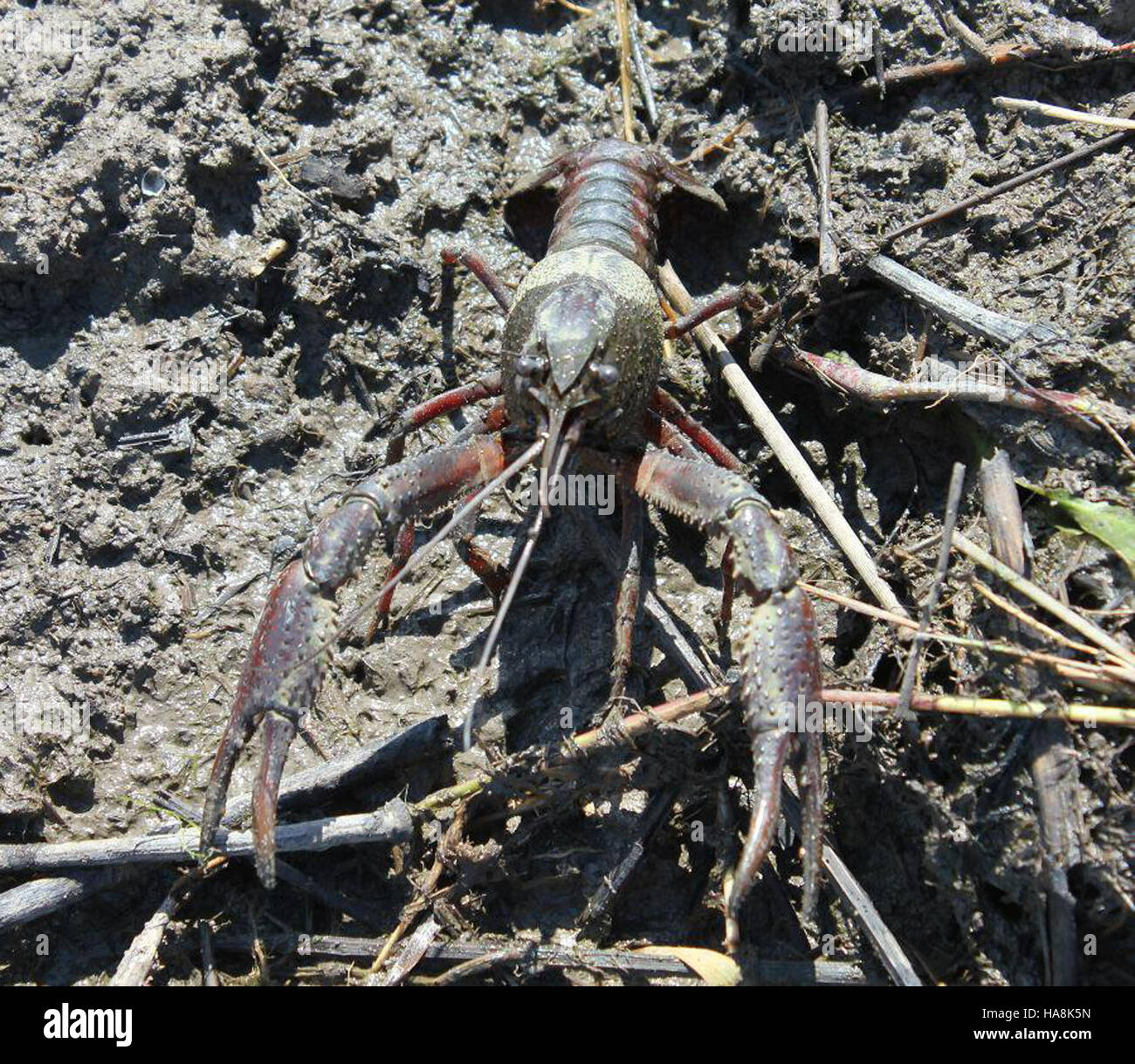 Crawfish National Park is a designated area focused on wetland ...